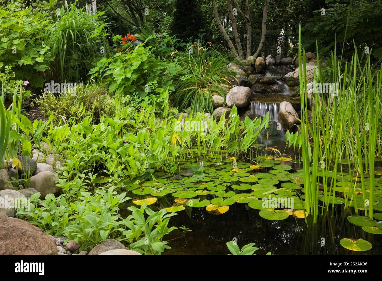 Stream with cascading waterfall and pond with Typha latifolia -Common ...