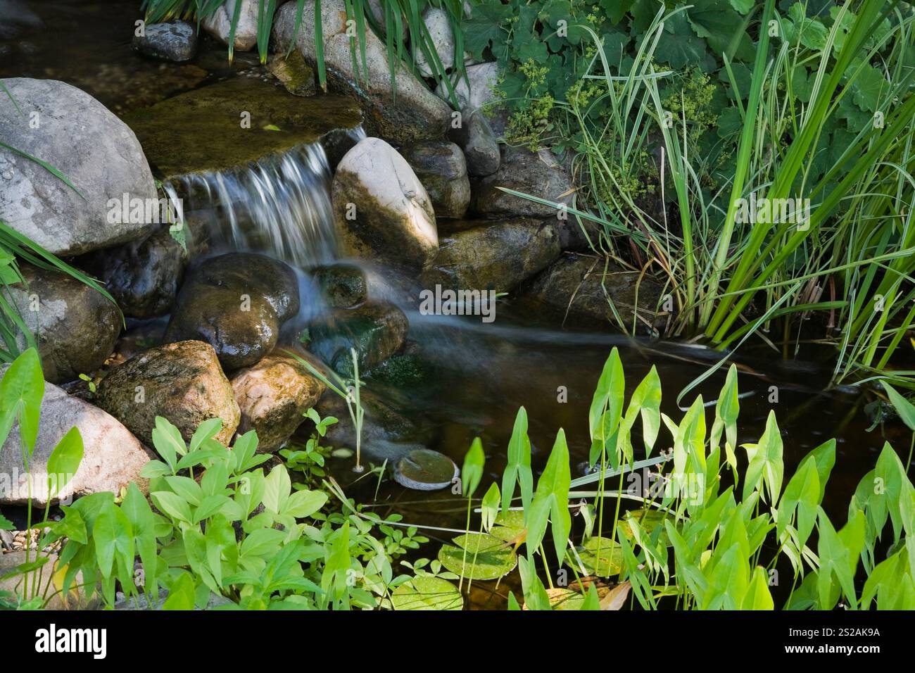 Stream with cascading waterfall emptying into pond with Pondeteria ...