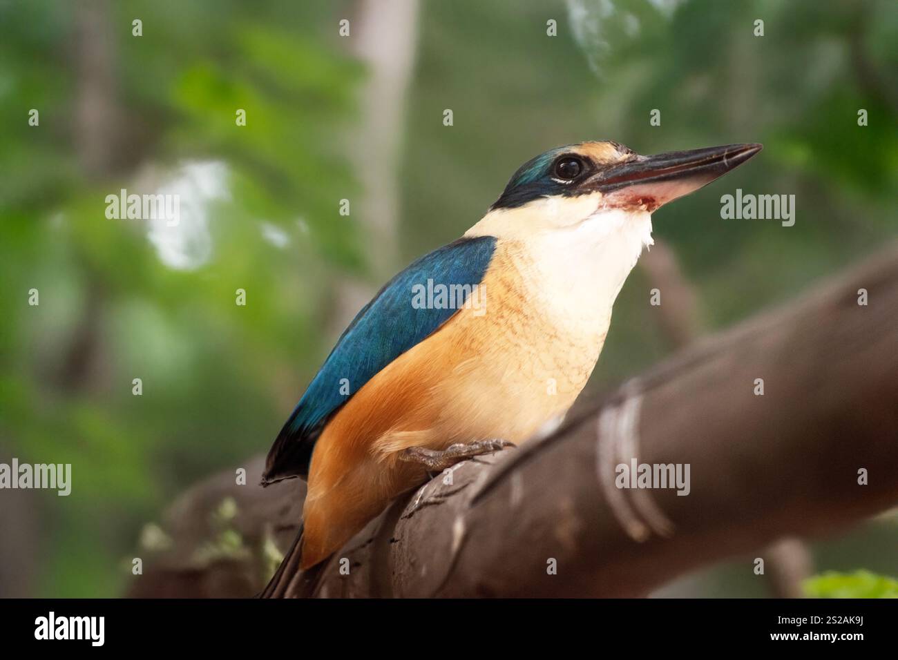 the scared kingfisher has a turquoise back, turquoise blue rump and ...