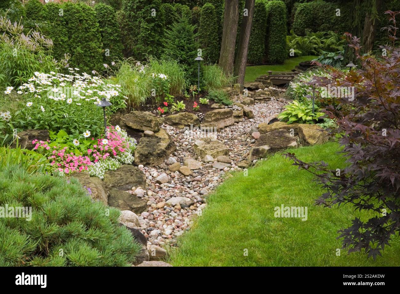 Pinus mugo - Mugo Pine tree, pink Impatiens, white Leucanthemum vulgare - Ox-eye daisy flowers ...