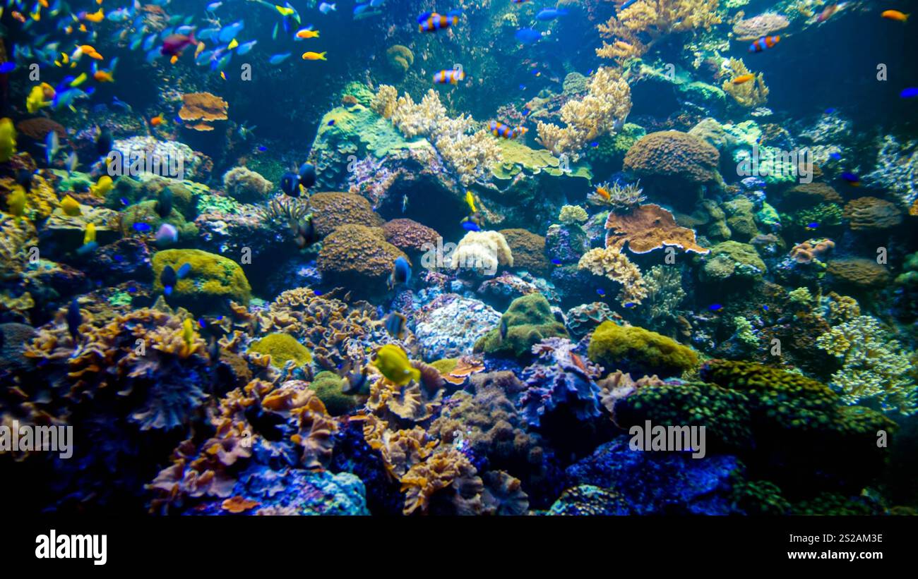 Underwater photo of colorful coral reef with lots of wxotic tropical ...