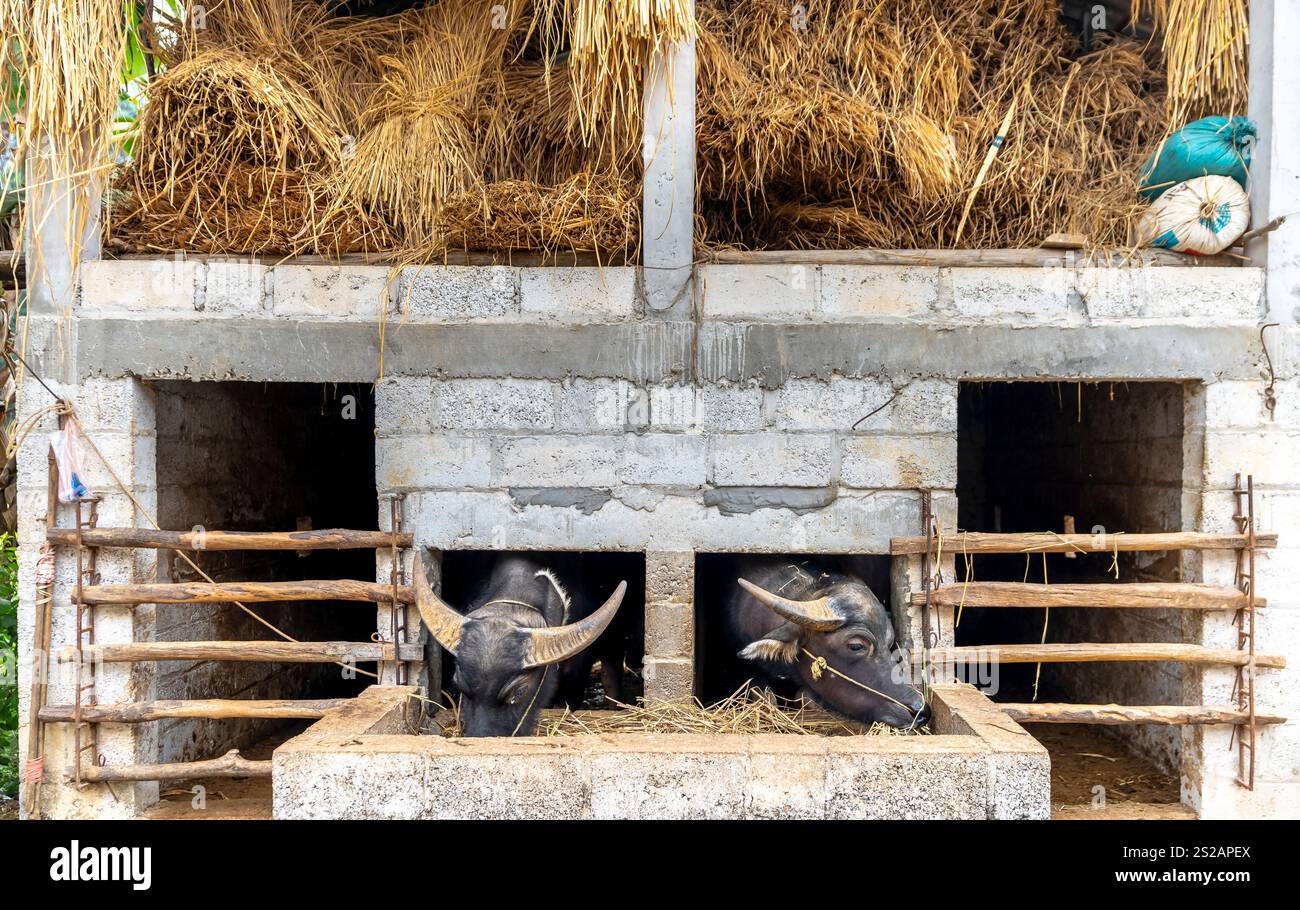 Two buffalo in a barn on a farm Stock Photo - Alamy