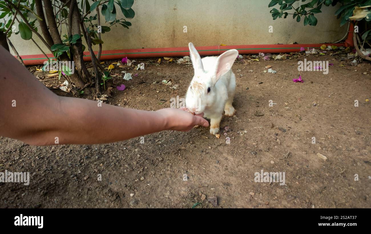Closeup photo of cute white rabbit eating from womans hand on farm ...