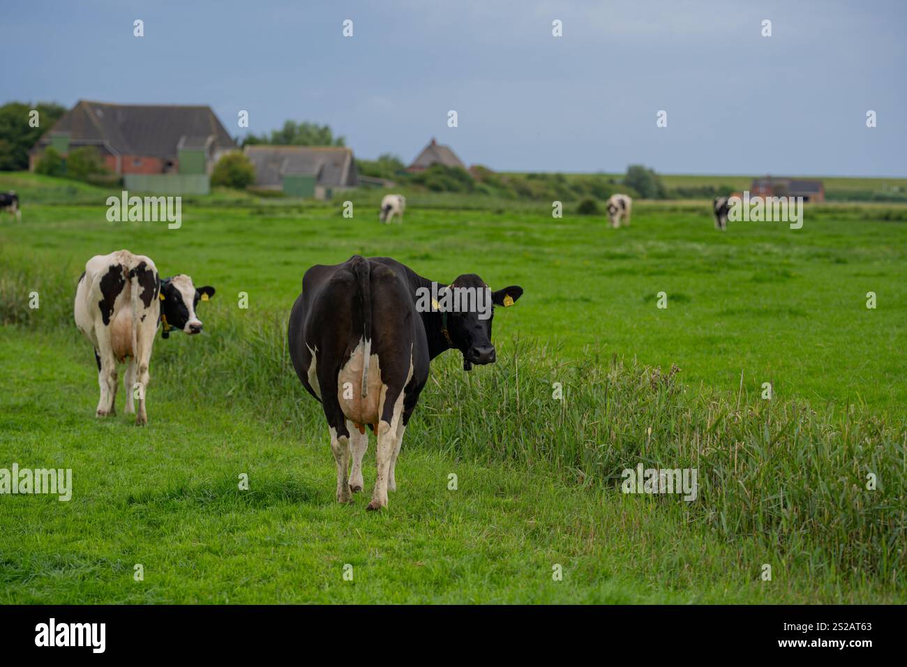 Holstein cows at pasture. Mature cow. Cows on a meadow. Black and white ...