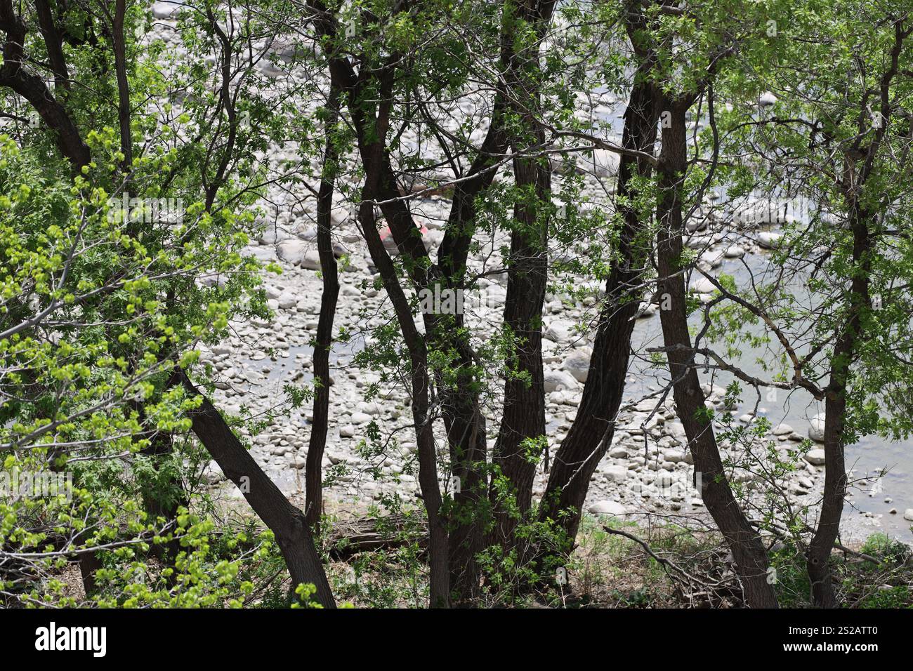 riverbank trees leafing out in Spring begin to obscure rocky river bed ...