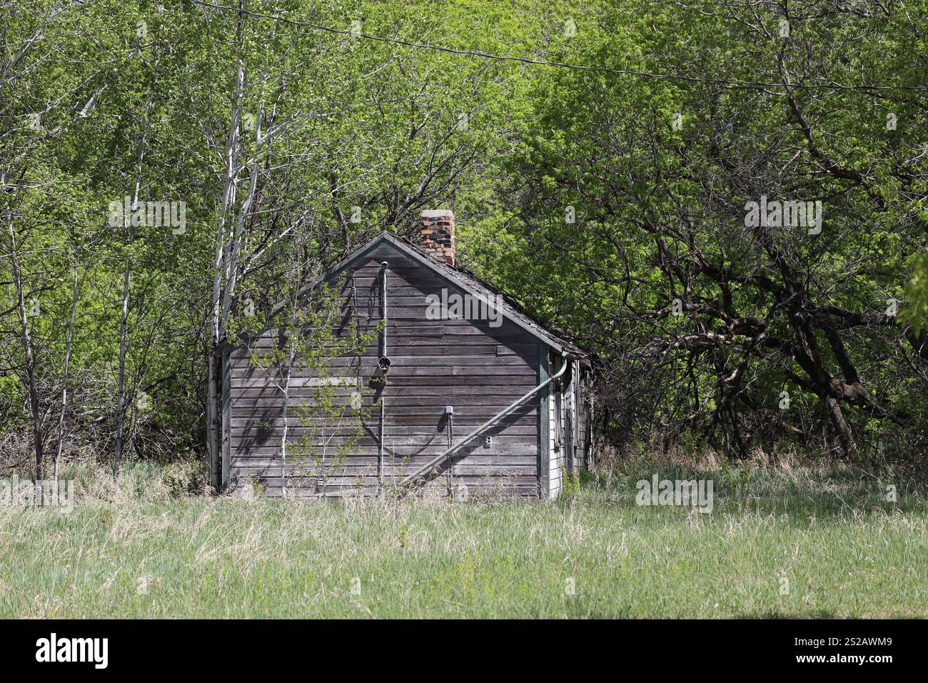 abandoned building overgrown by trees Stock Photo - Alamy