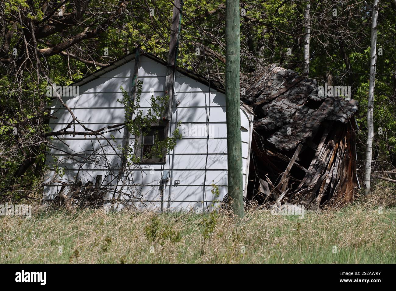 abandoned building collapsing and overgrown by trees Stock Photo - Alamy