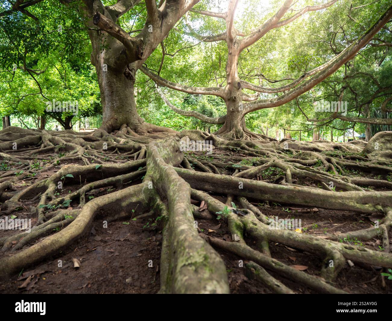 Beautiful phoot of old ficus tree with powerful root system covering ...