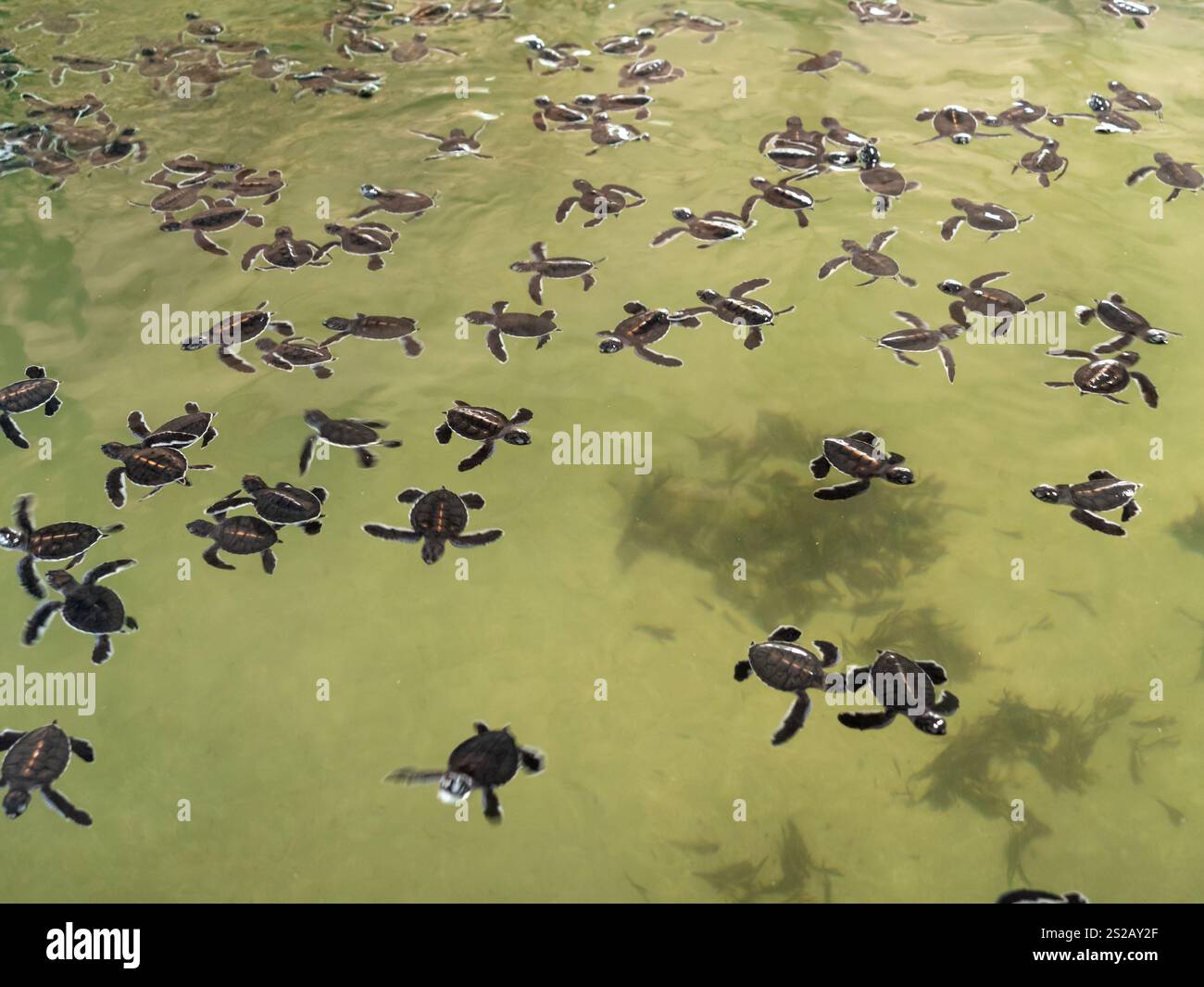 Cute baby sea turtle swimming hi-res stock photography and images - Alamy