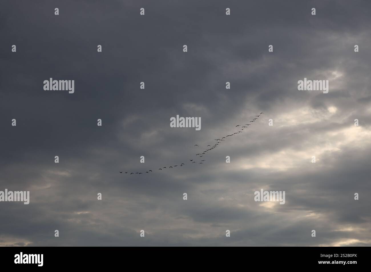 Massive bird flock taking flight hi-res stock photography and images ...