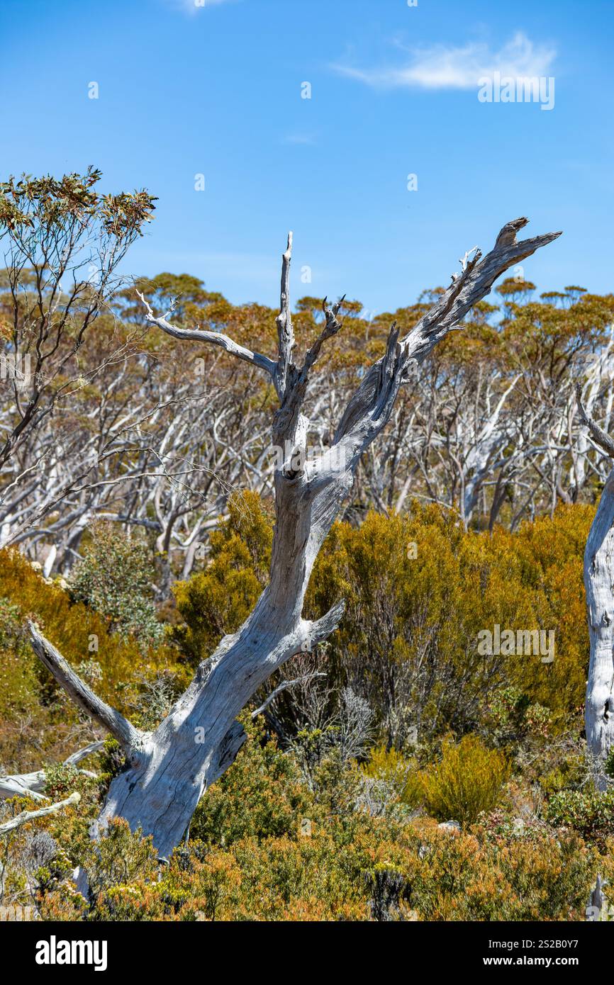 Alpine forest among dolerite boulders at summit of Mount Wellington ...