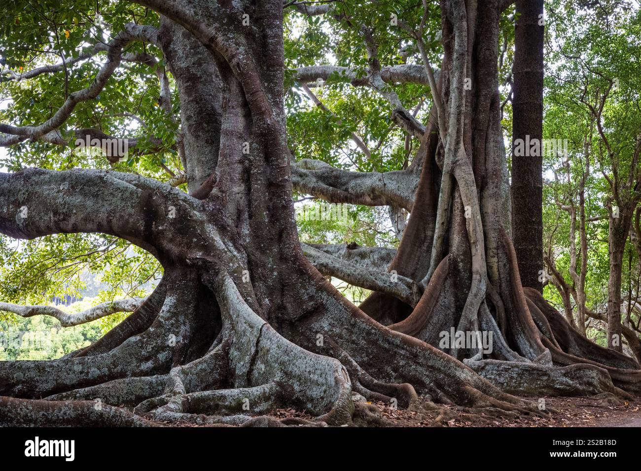 Moreton Bay Fig Trees on Norfolk Island Australia Stock Photo - Alamy
