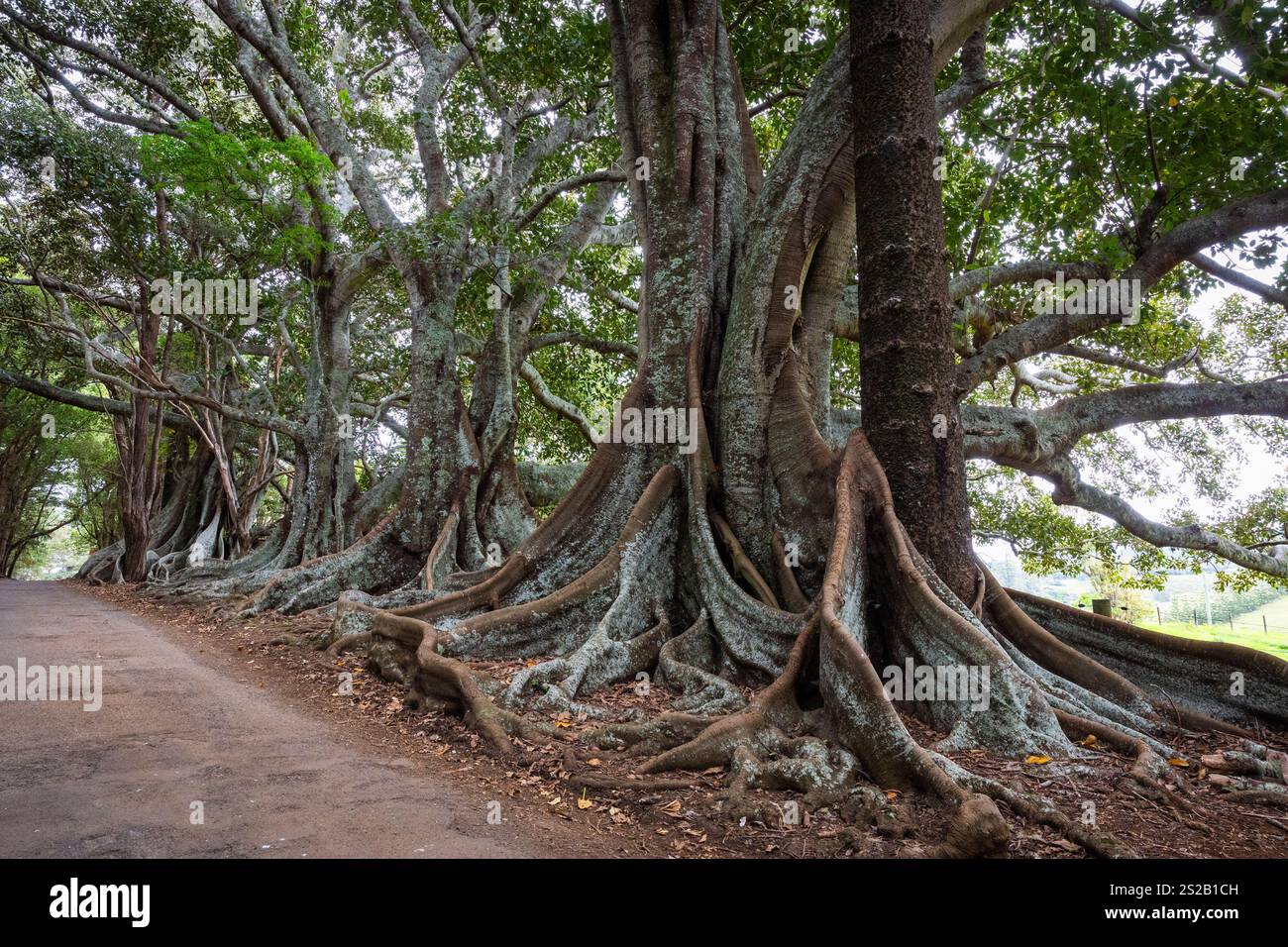 Moreton Bay Fig Trees on Norfolk Island Australia Stock Photo - Alamy