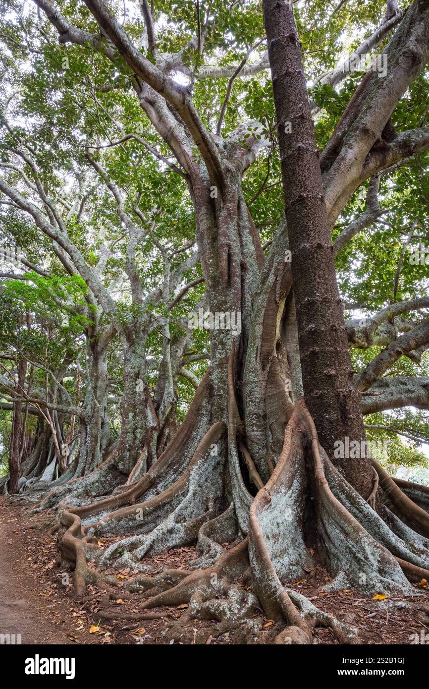 Moreton Bay Fig Trees on Norfolk Island Australia Stock Photo - Alamy