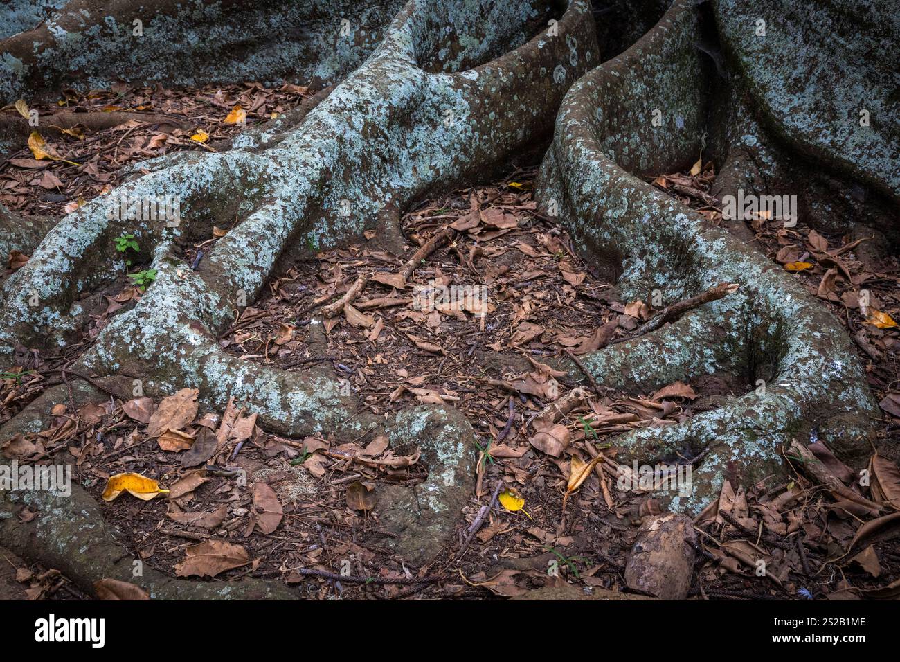 Moreton Bay Fig Trees on Norfolk Island Australia Stock Photo - Alamy