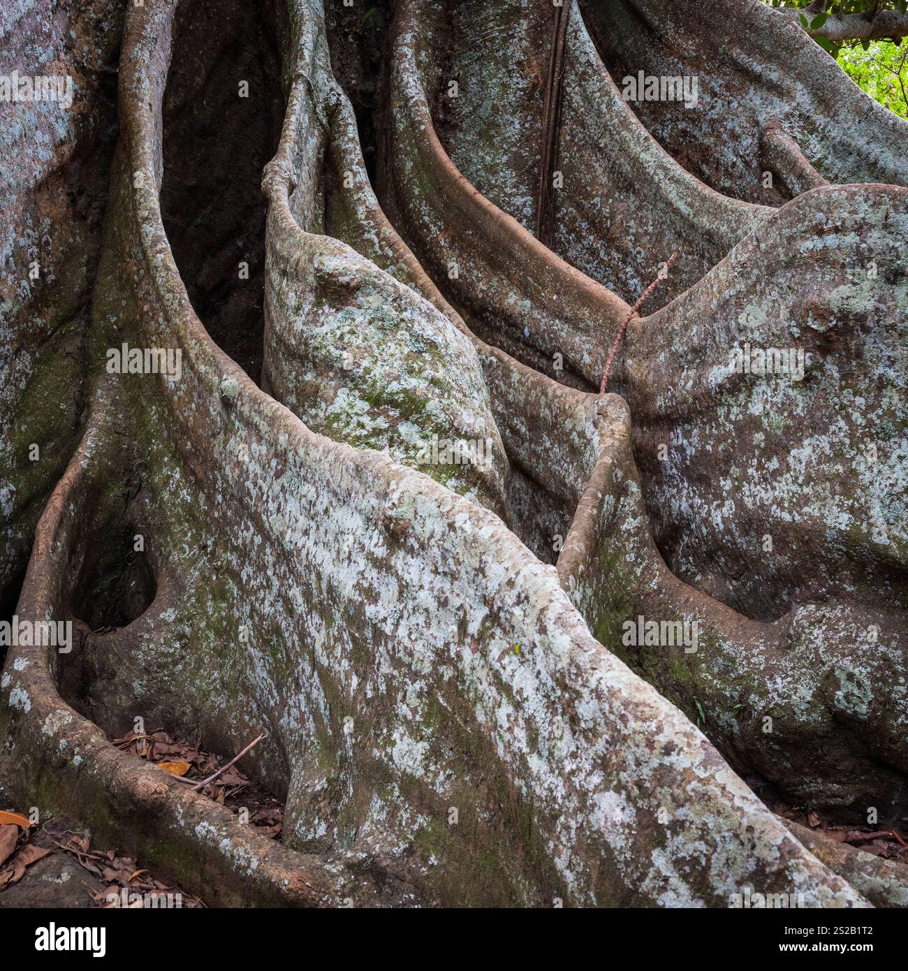 Moreton Bay Fig Trees on Norfolk Island Australia Stock Photo - Alamy