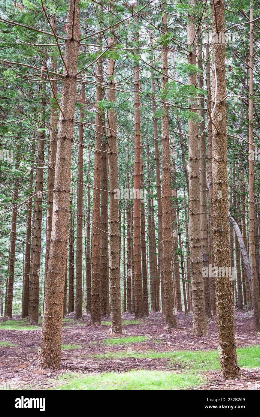 Norfolk Pines in 100 Acre Reserve, Norfolk Island, Australia Stock ...