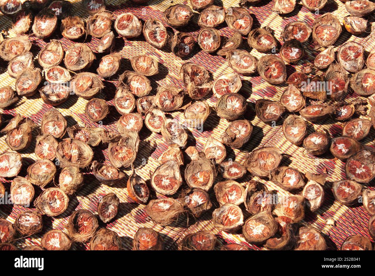 Sliced betel nut fruits laid out to dry, Myanmar (Burma), Southeast ...