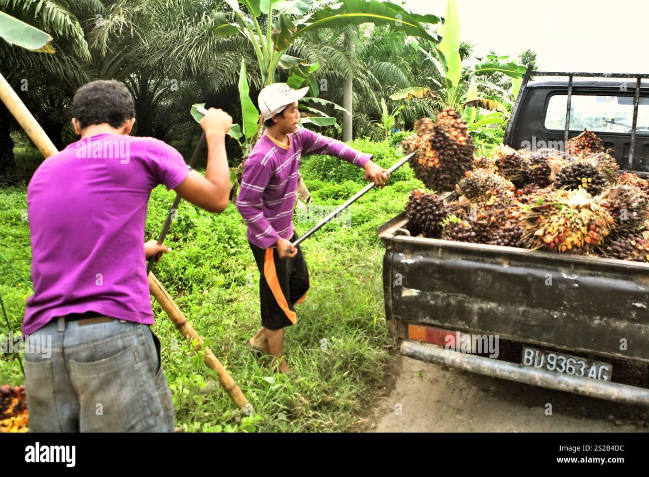 People loading freshly harvested oil palm fruits onto a pick-up truck ...