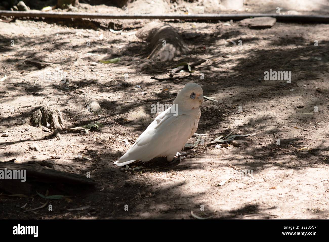 the little corella is an all white bird with red on the face with a ...