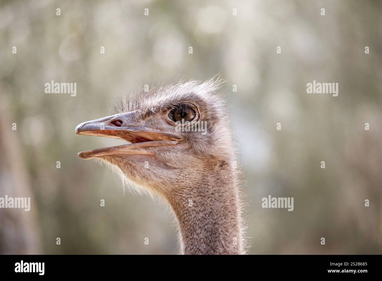 The ostrich is the largest and heaviest living bird in the world they ...