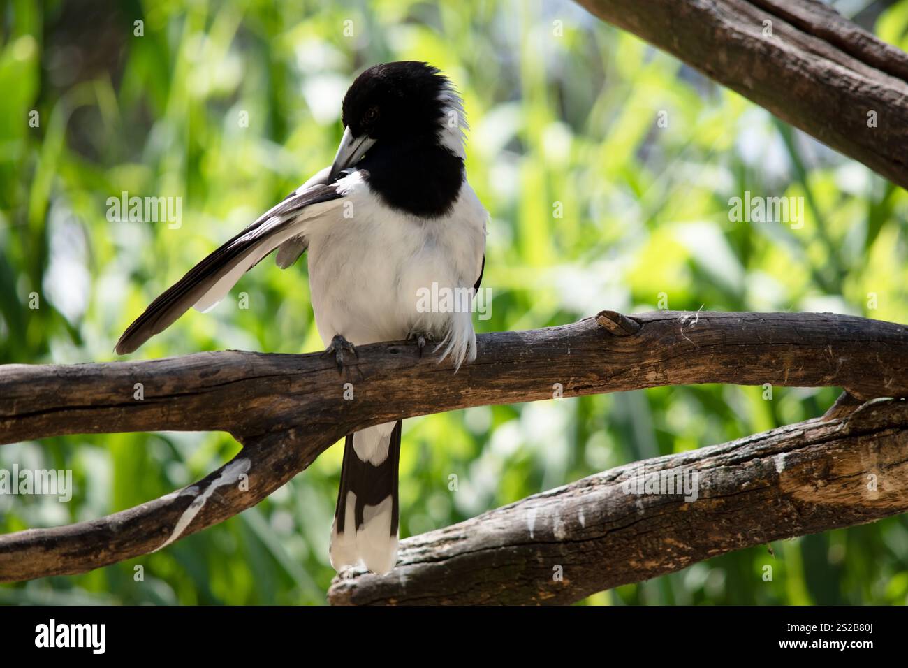 the pied butcher bird is black and white Stock Photo - Alamy