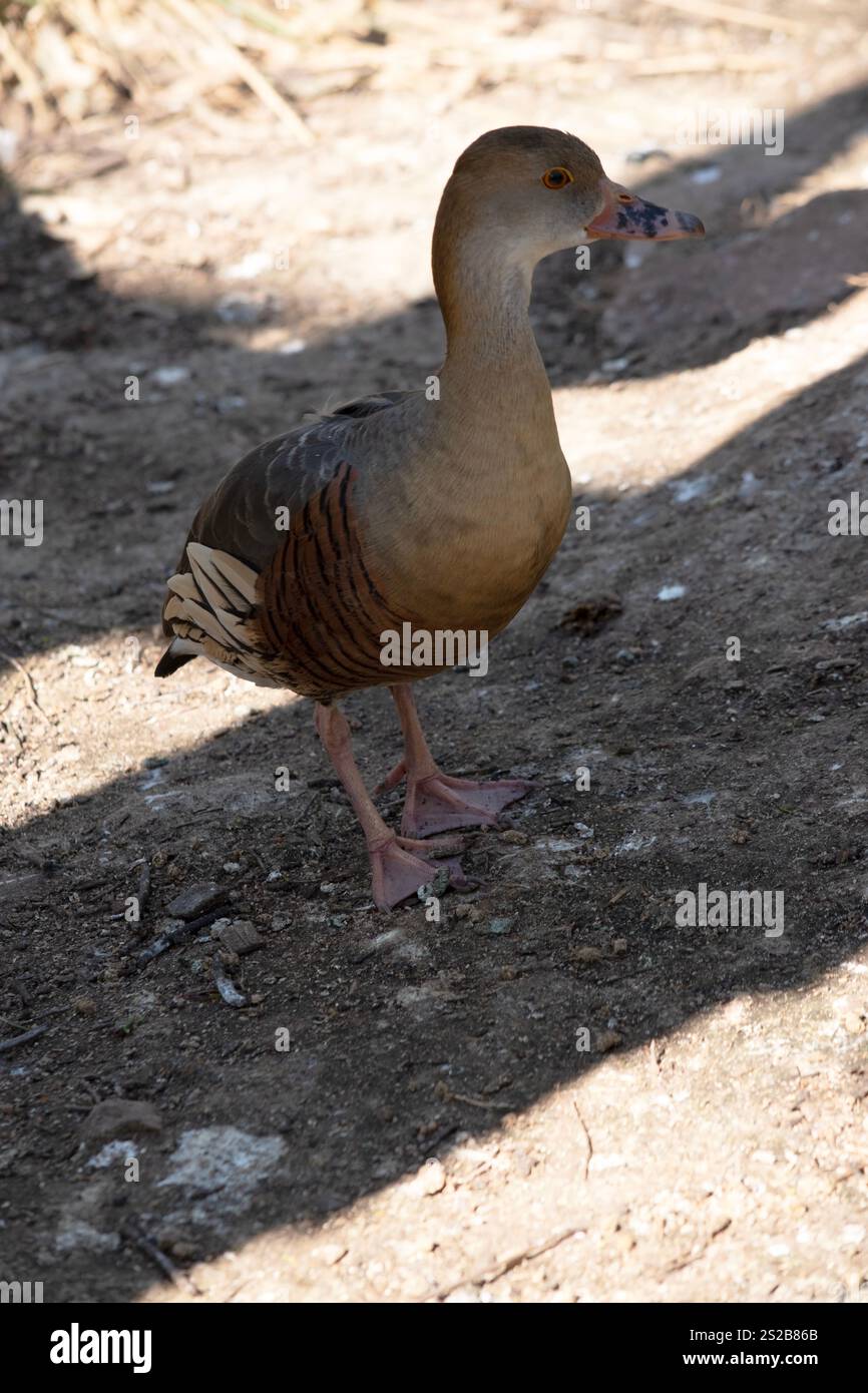 The plumed whistling duck's face and fore-neck are light, the crown and ...