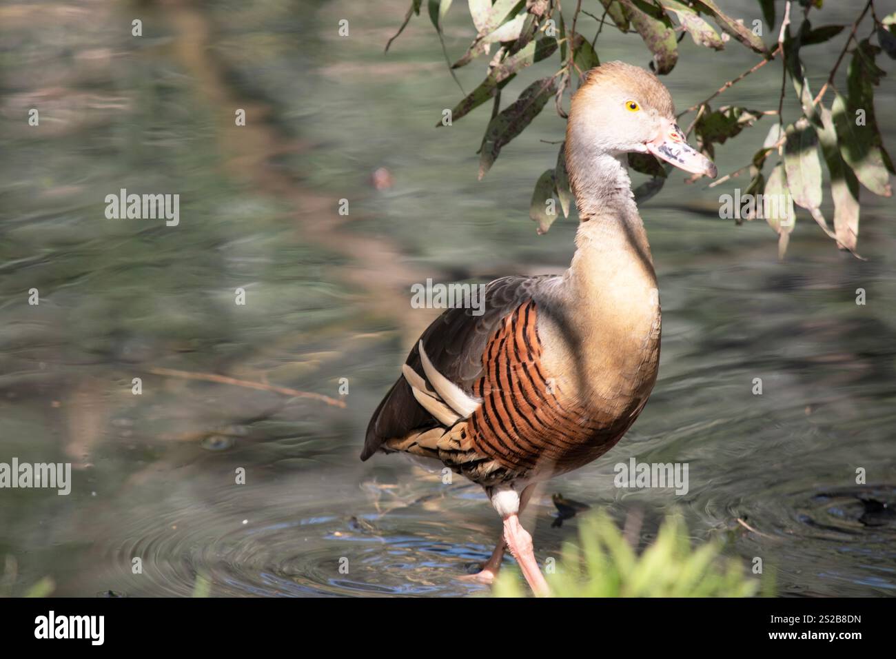 The plumed whistling duck's face and fore-neck are light, the crown and ...