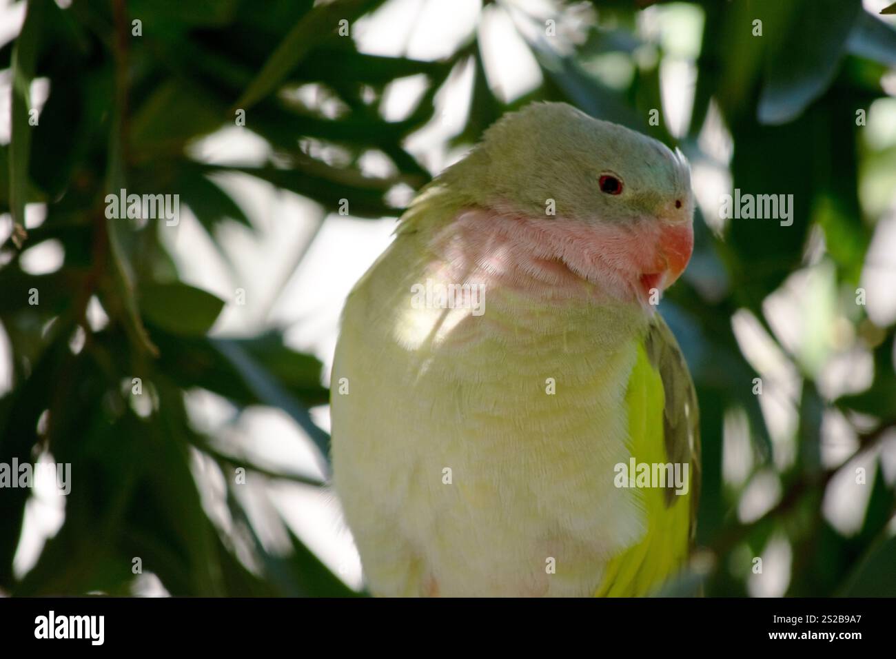 the princess Alexandras parrot has a pink neck and a light blue head ...
