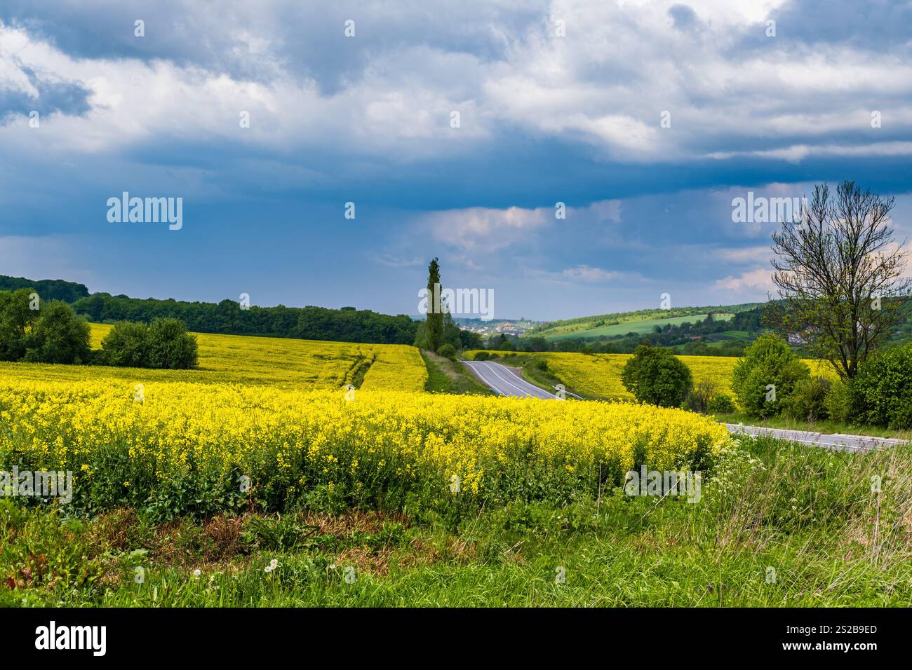 Road through spring rapeseed yellow blooming fields view, blue sky with ...