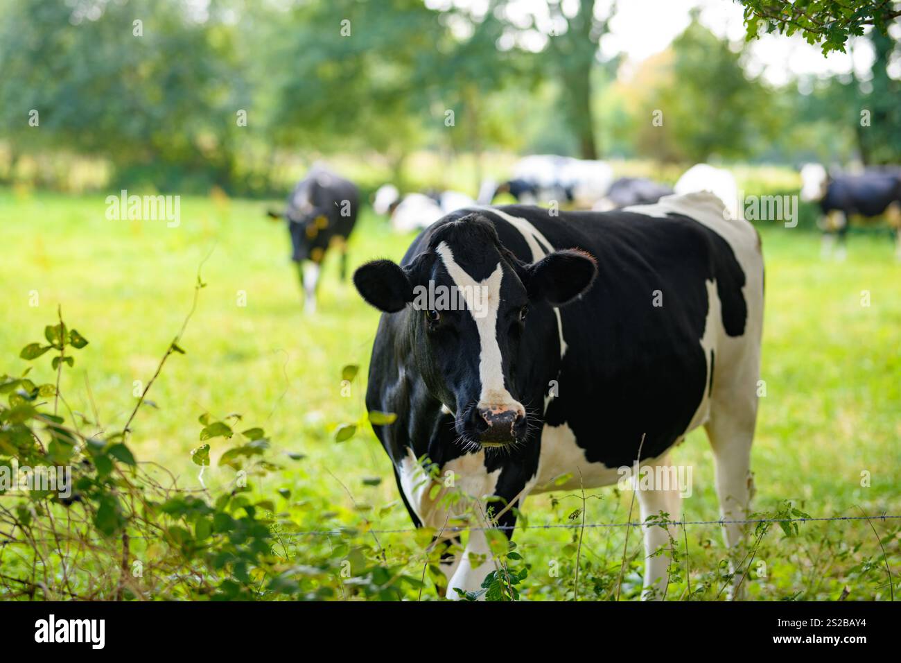 Cow gazing on green field. Countryside farm with cow. Mature cow at ...