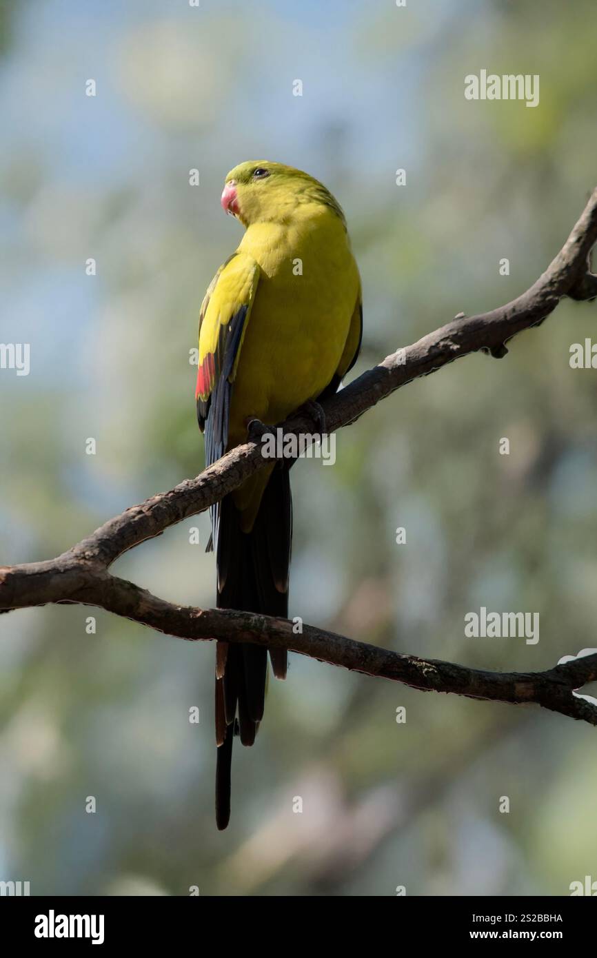 The male Regent Parrot has a general yellow appearance with the tail ...