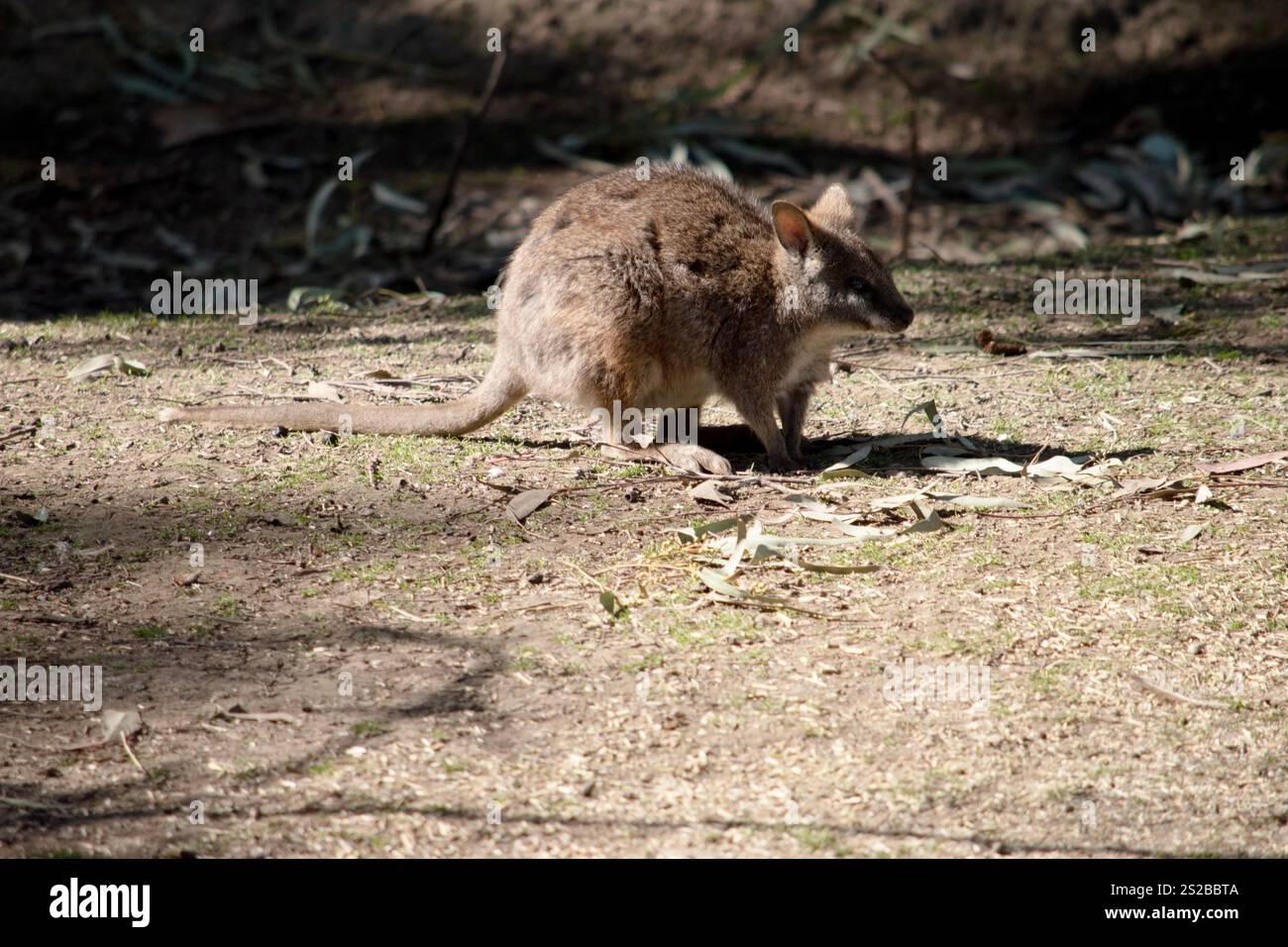 The tammar wallaby has dark greyish upperparts with a paler underside ...