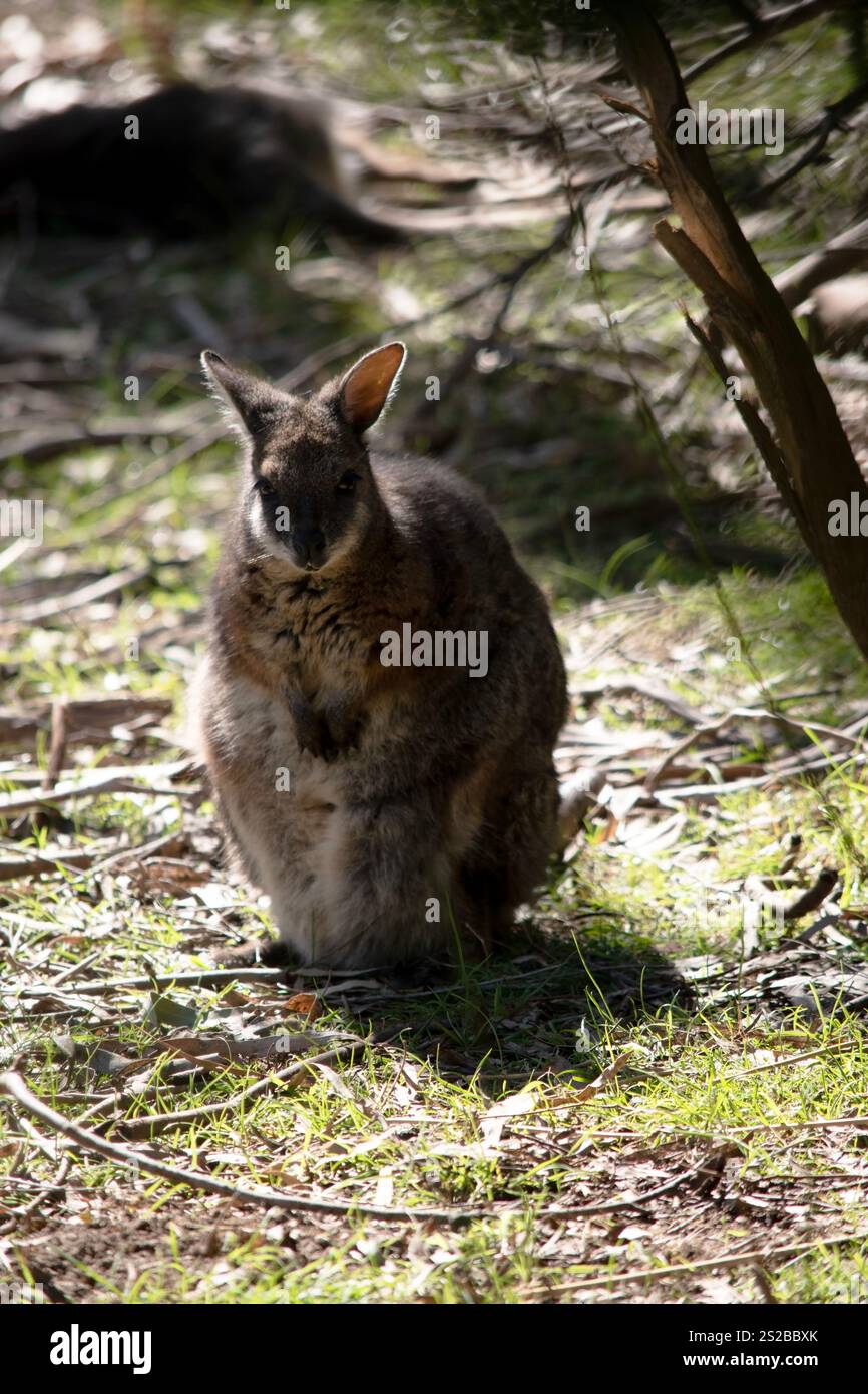 The tammar wallaby has dark greyish upperparts with a paler underside ...