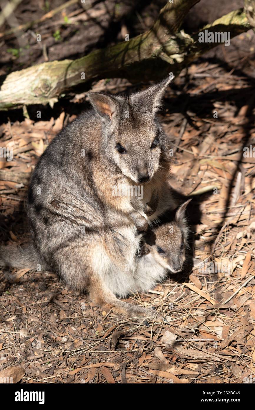 The tammar wallaby has dark greyish upperparts with a paler underside ...