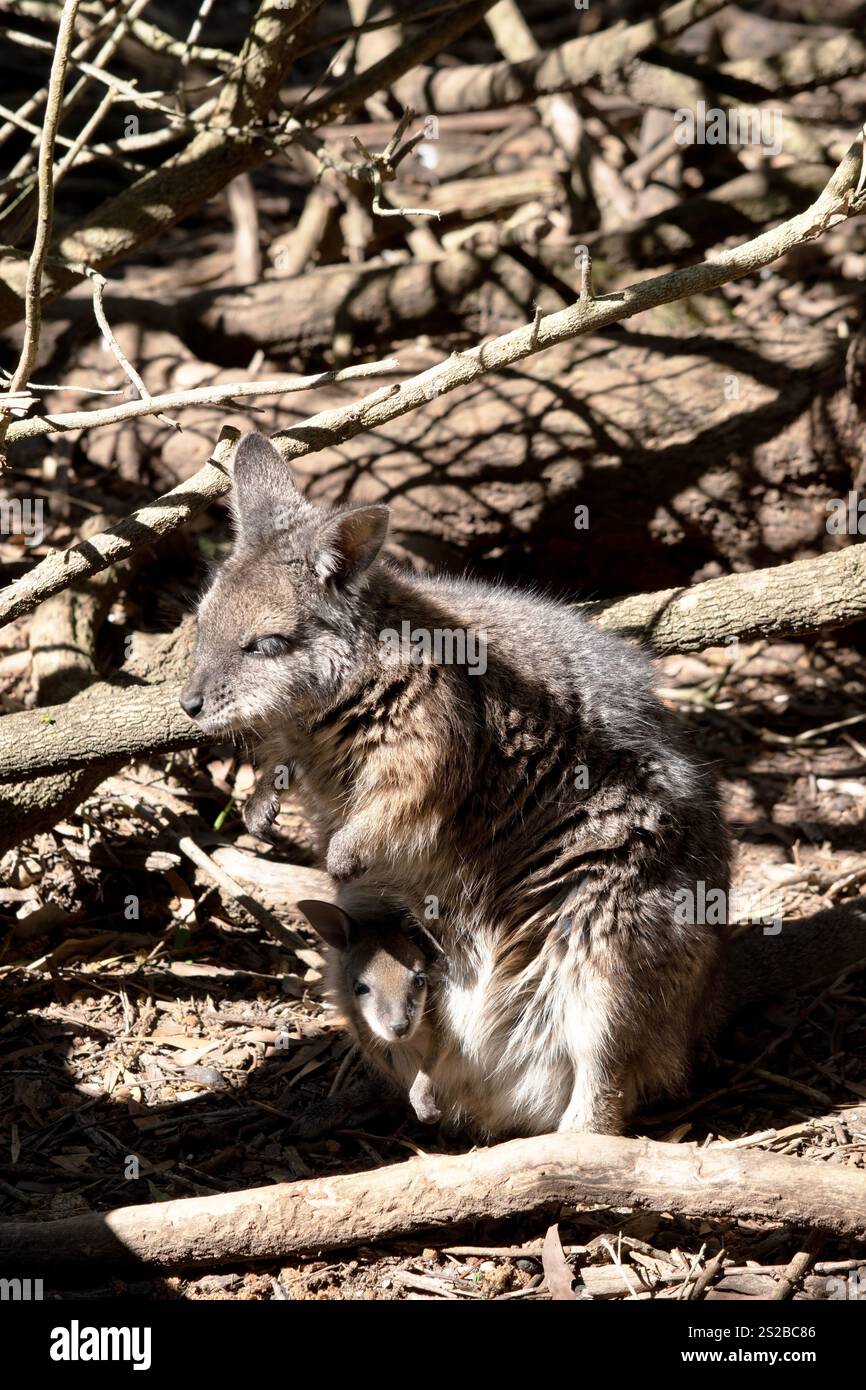 The tammar wallaby has dark greyish upperparts with a paler underside ...