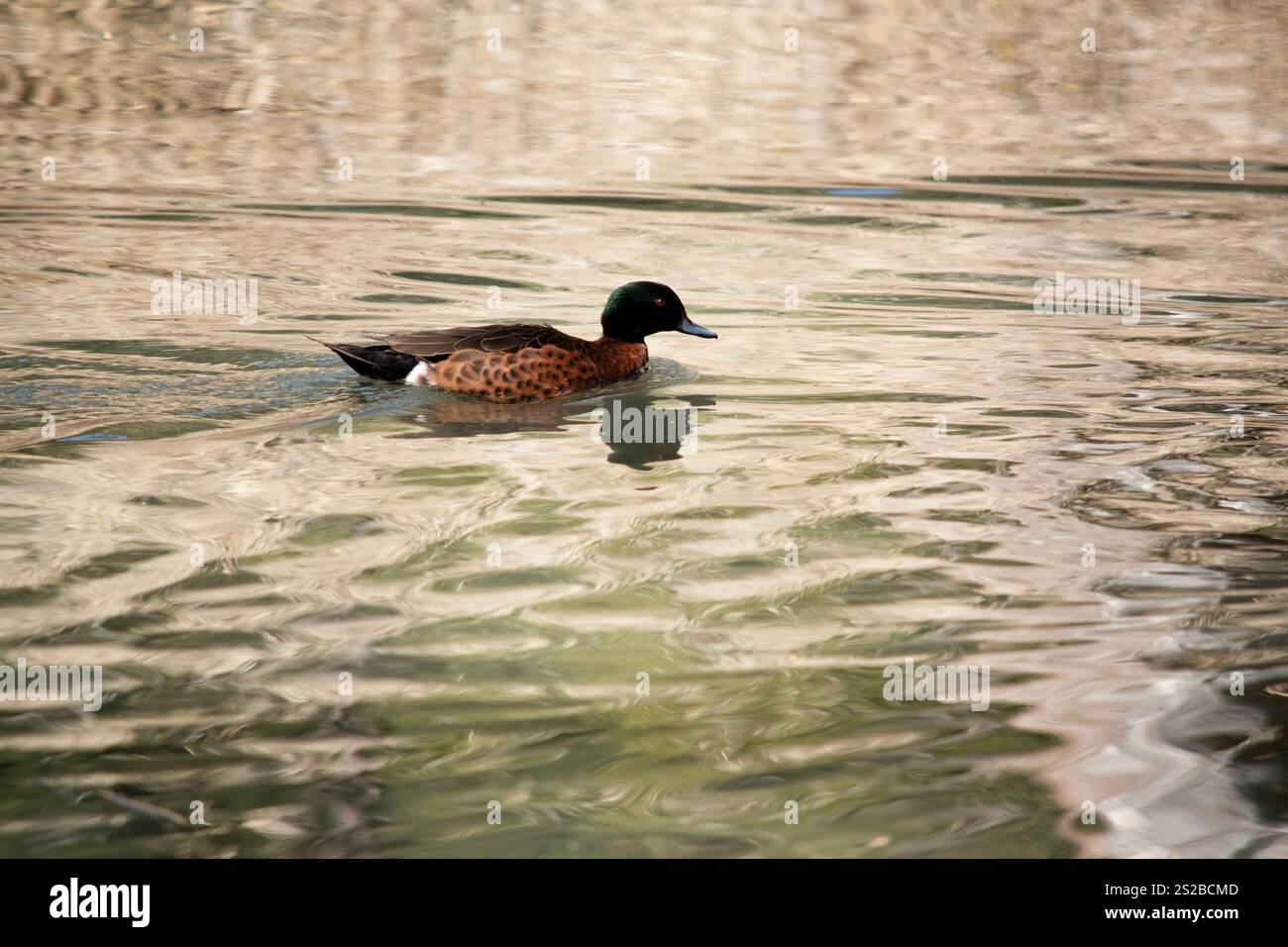 the male the chestnut teal duck has a green head and neck and a brown ...