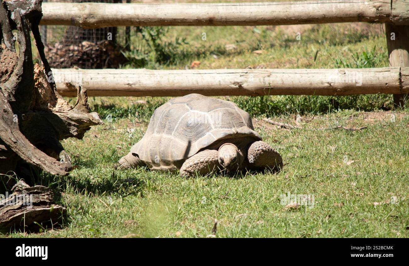 Aldabras Tortoises are one of the world's largest land tortoises Stock ...