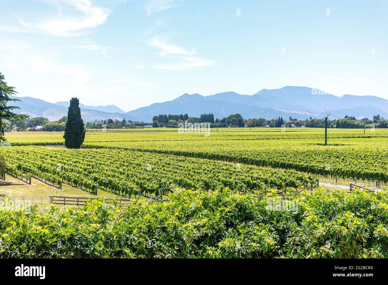 Vineyard view from Wither Hills Winery on Marlborough Wine Trail, Burleigh, Wairau Valley ...