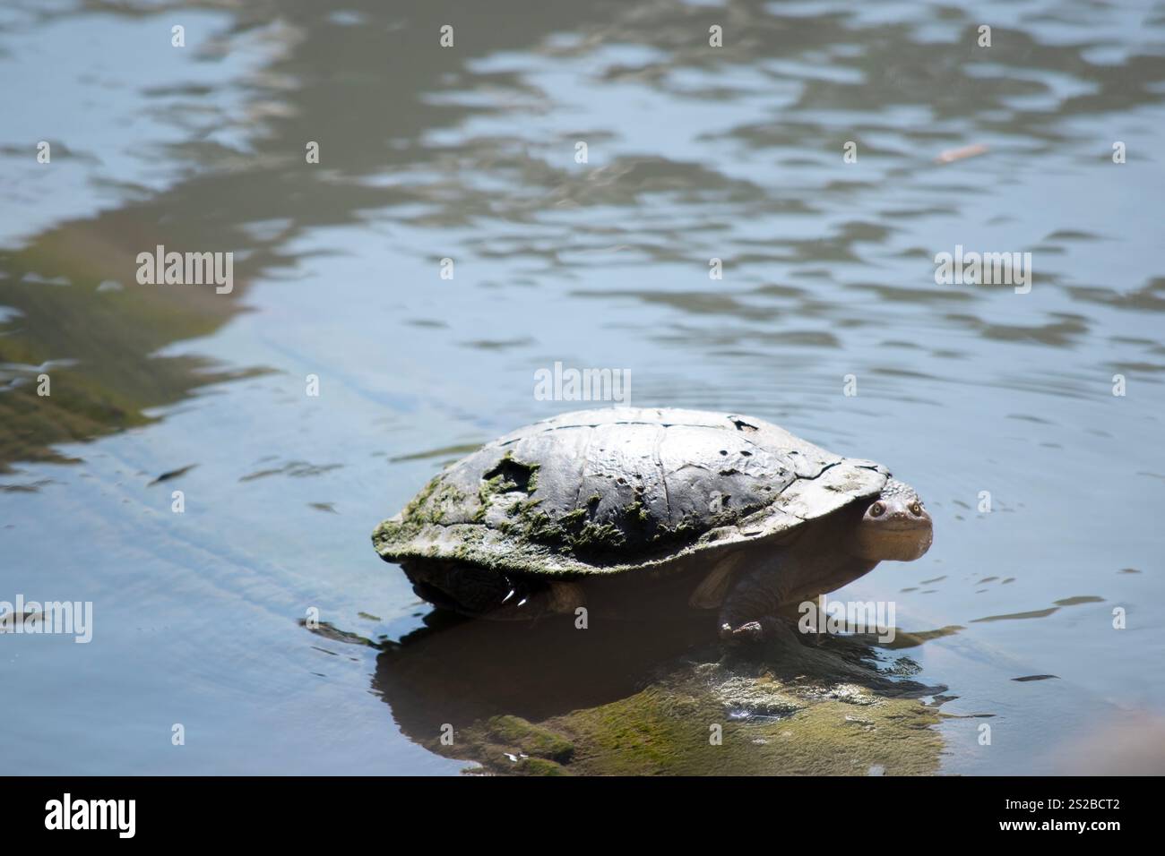 The Eastern Long Neck Turtle also referred to as a snake-necked turtle ...