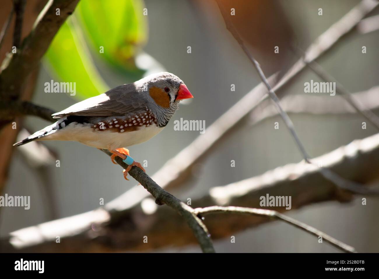 the male zebra finch has a grey body with a white under belly with a ...