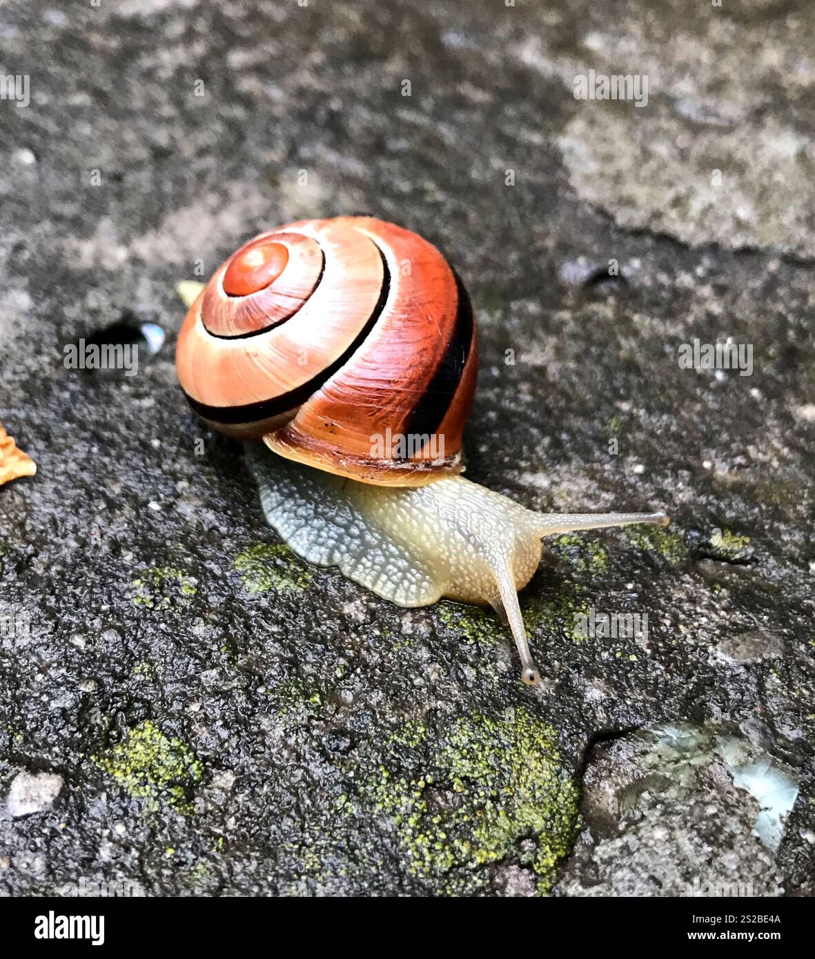 Macro photo of a snail. A shell made of different shades of orange ...