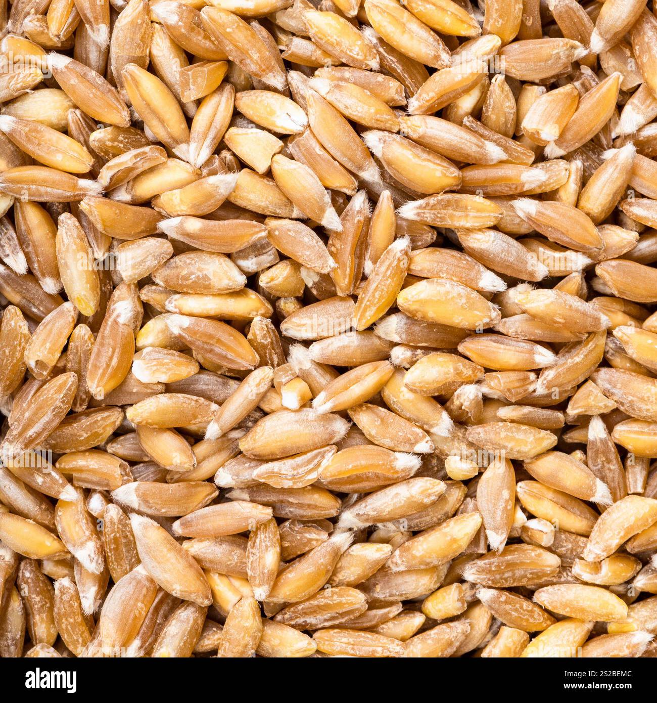 square food background - uncooked Emmer farro hulled wheat grains close ...