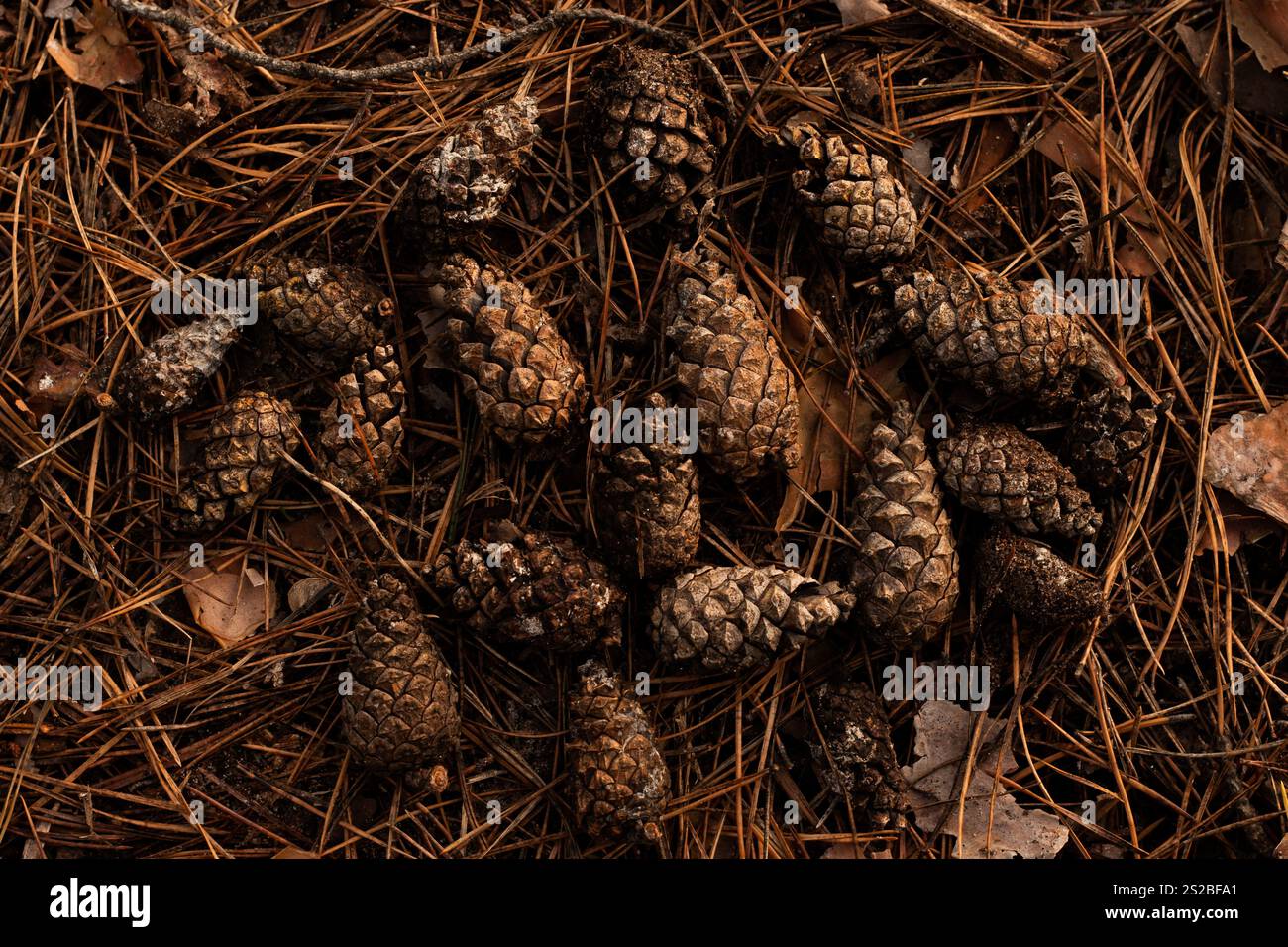 Pine cones scattered on a forest floor covered with fallen pine needles ...