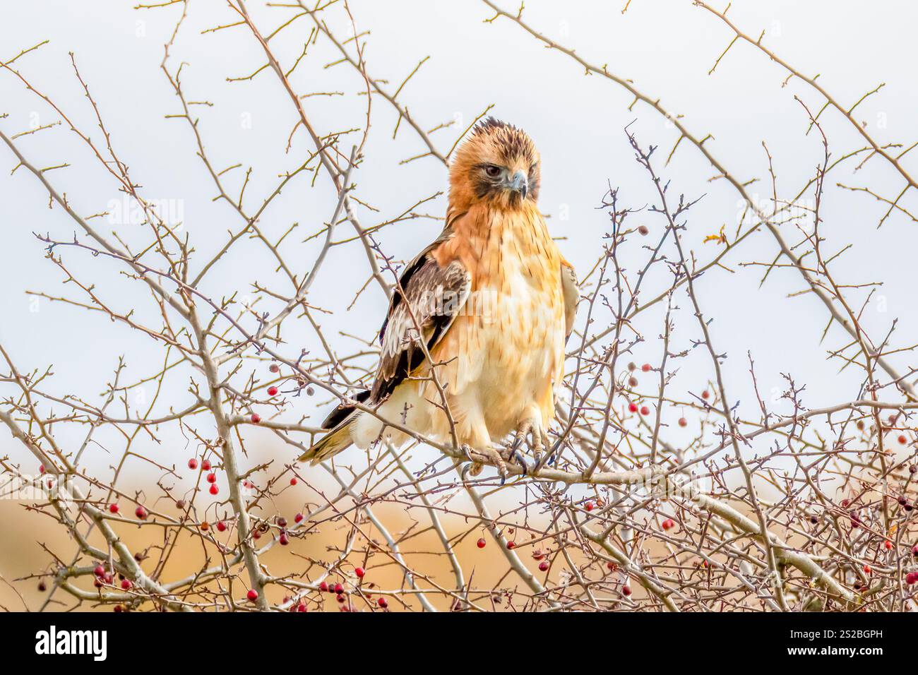 The little eagle (Hieraaetus morphnoides) is a small, powerful eagle ...