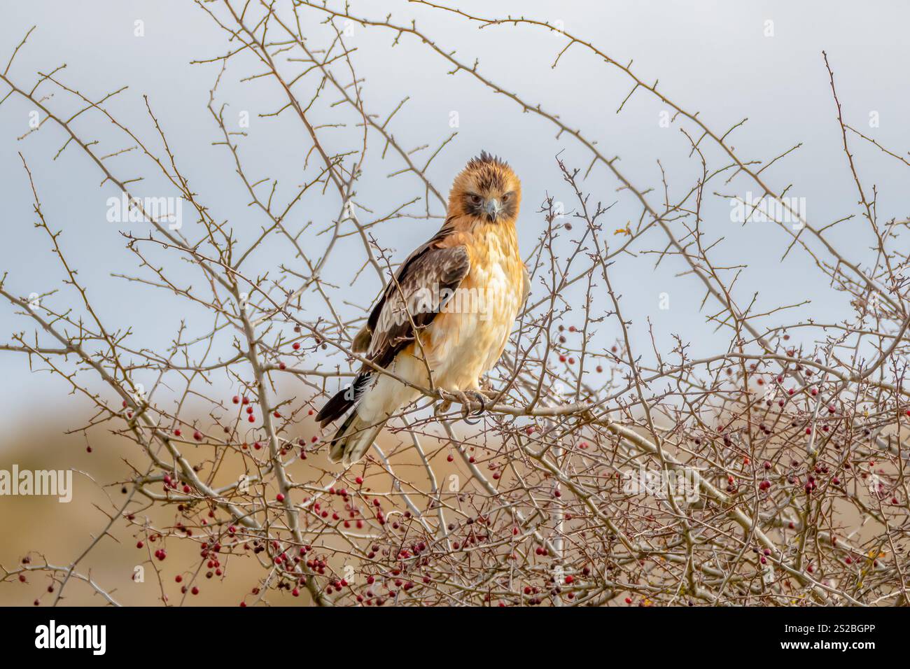 The little eagle (Hieraaetus morphnoides) is a small, powerful eagle ...