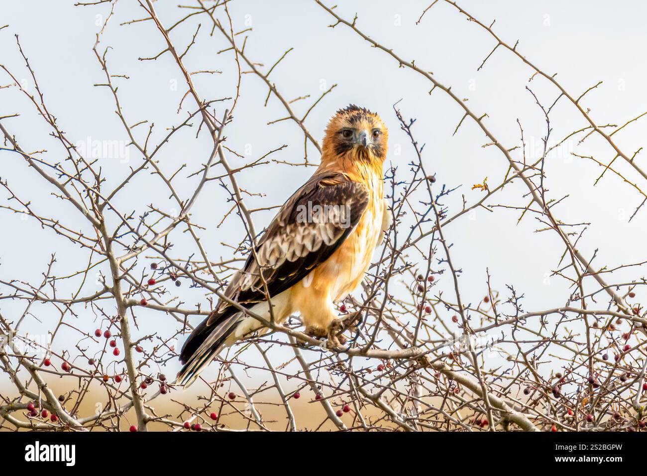 The little eagle (Hieraaetus morphnoides) is a small, powerful eagle ...