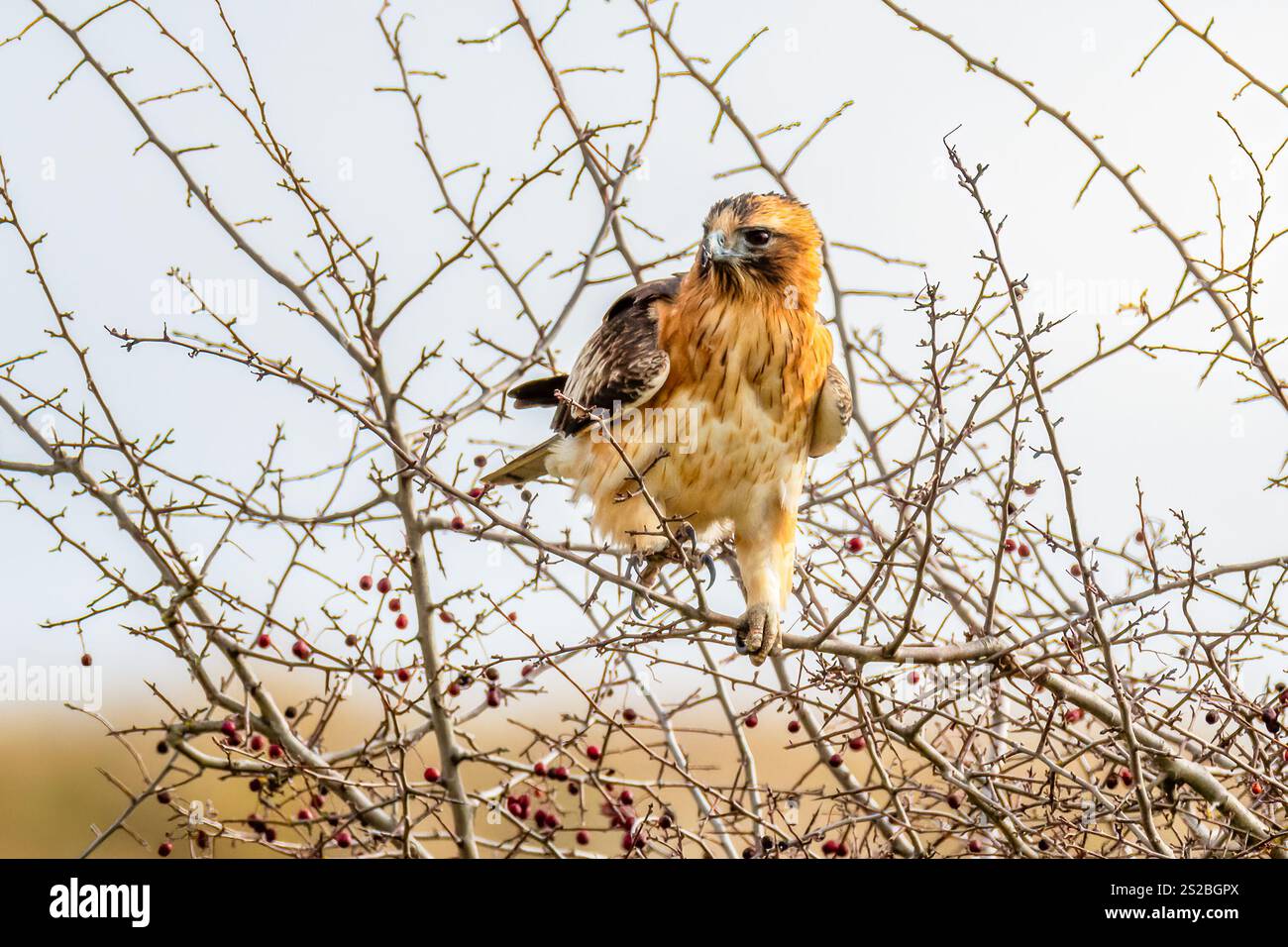 The little eagle (Hieraaetus morphnoides) is a small, powerful eagle ...