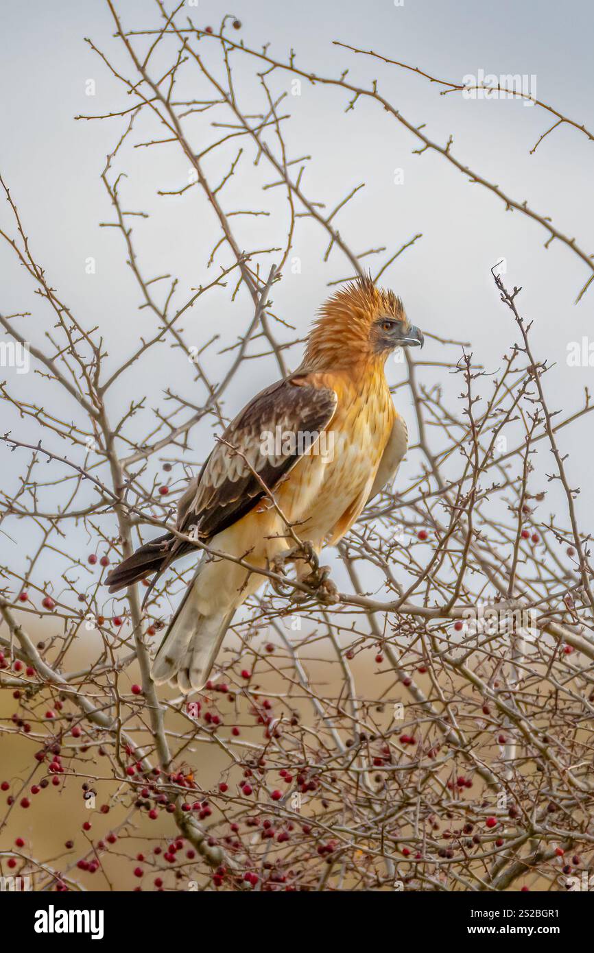 The little eagle (Hieraaetus morphnoides) is a small, powerful eagle ...