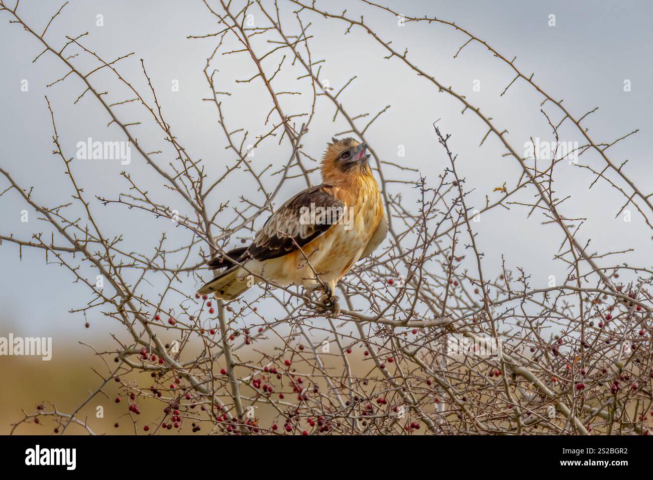 The little eagle (Hieraaetus morphnoides) is a small, powerful eagle ...
